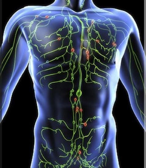 Strukturaifunkcijalimfnogsustava